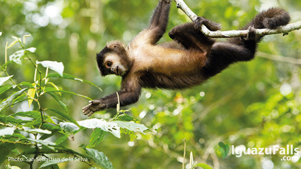 Iguazu Falls area: 7 amazing lodges in the jungle | iguazufalls.com