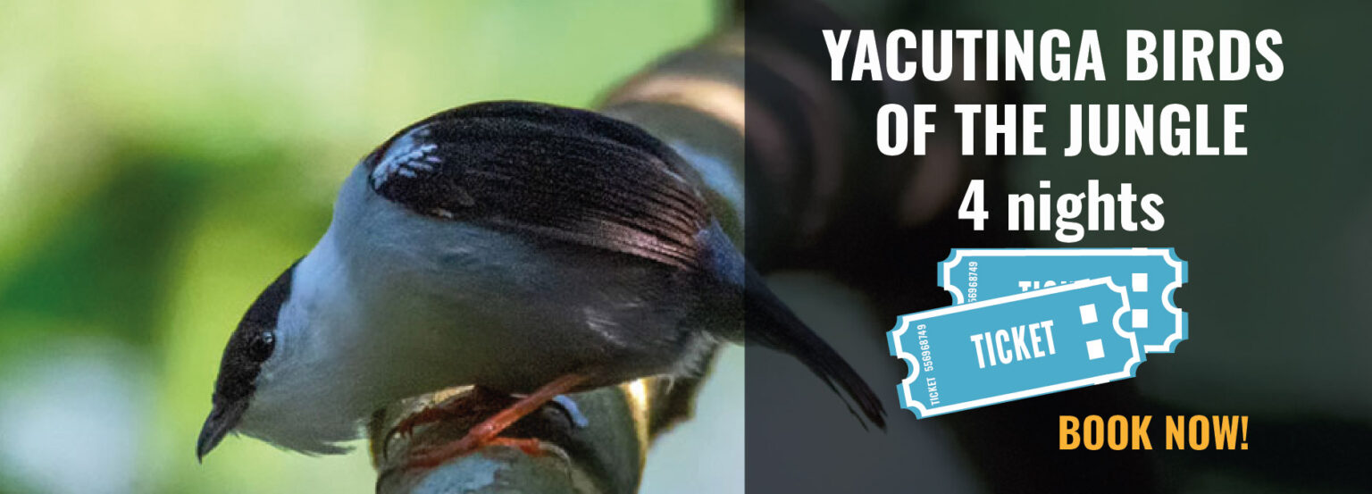 List of birds in Iguazu Falls rainforest area | iguazufalls.com