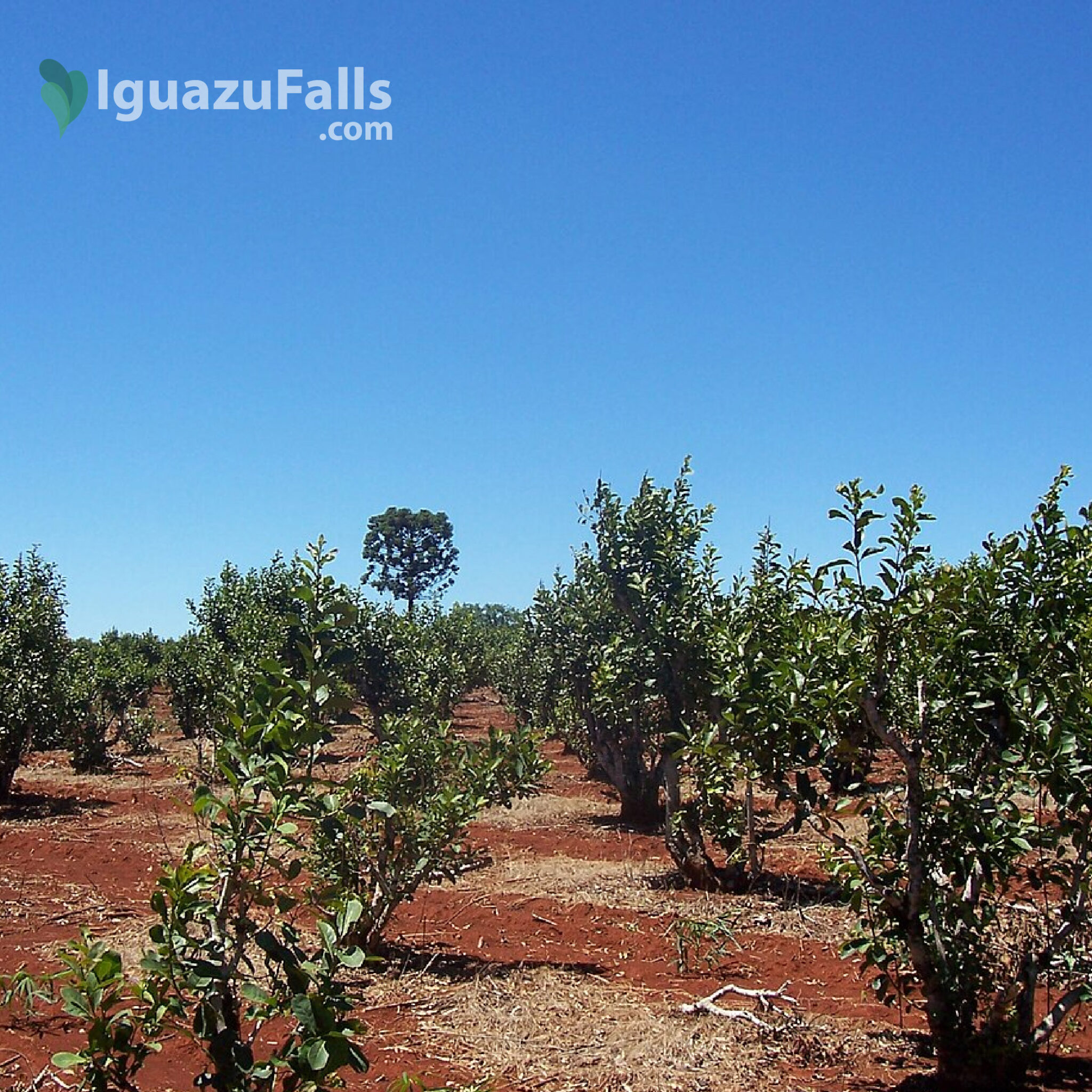 Iguazu Falls and the Yerba Mate | iguazufalls.com